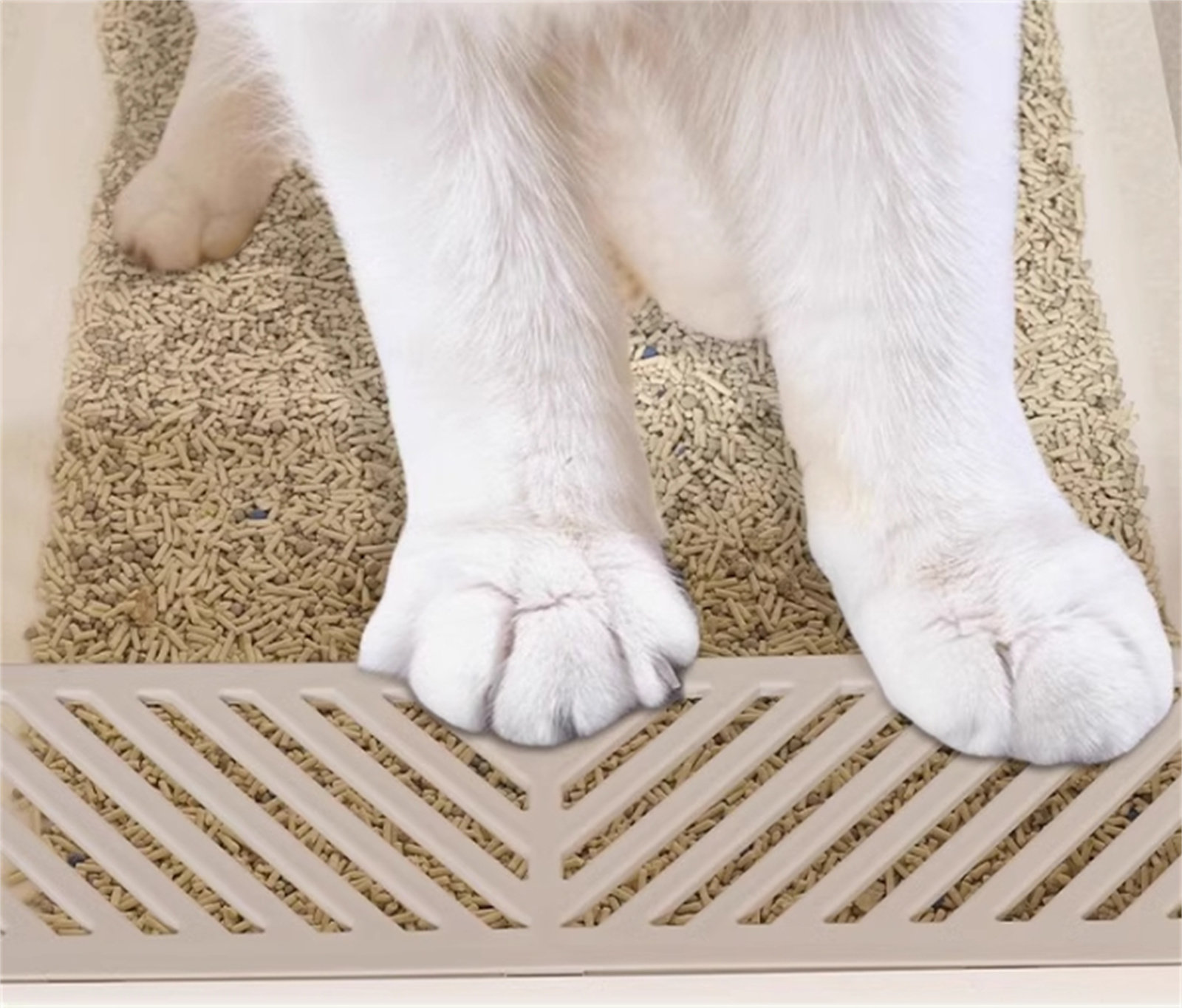 Archie & Oscar™ PP material cat litter basin | Wayfair