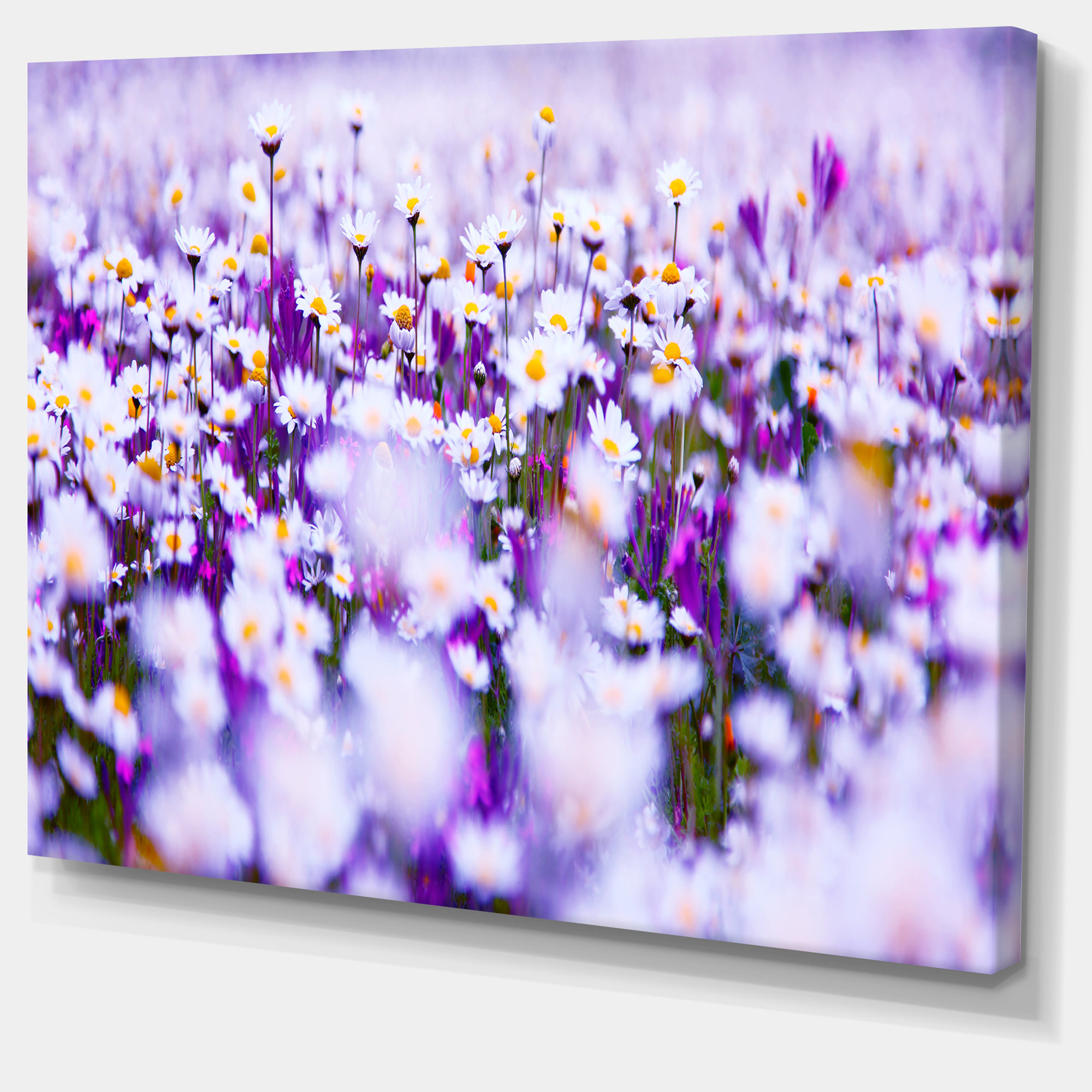 Charlton Home® Daisy Field Photography Panorama On Canvas Print | Wayfair