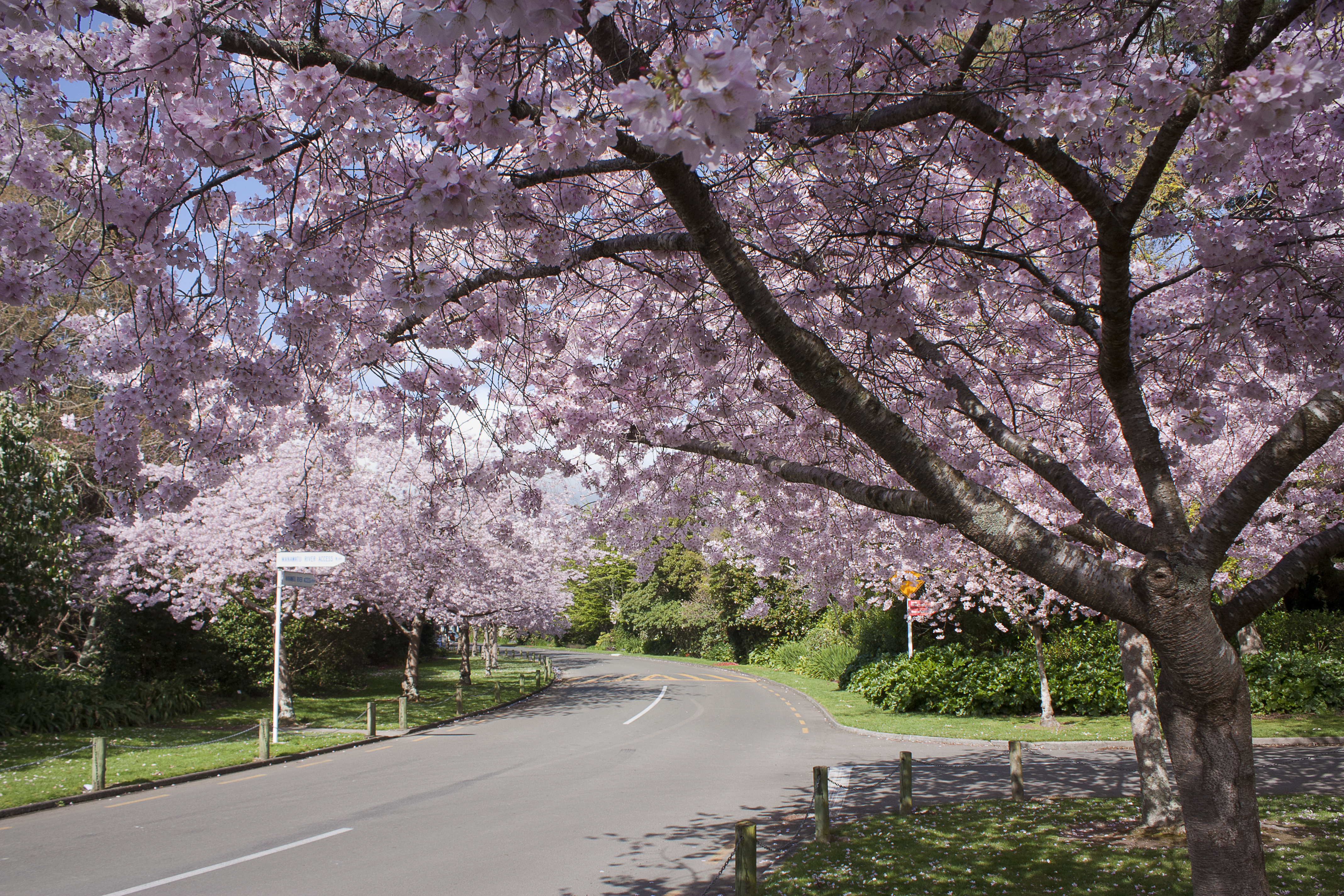 Ebern Designs Cherry Trees in Bloom by Brackish_Nz - Wrapped Canvas ...