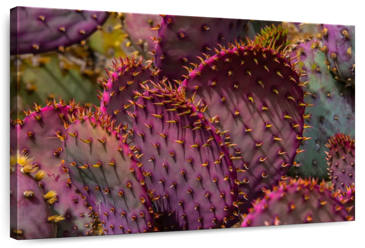Lark Manor Harnek Angel Wing Cactus - Wayfair Canada