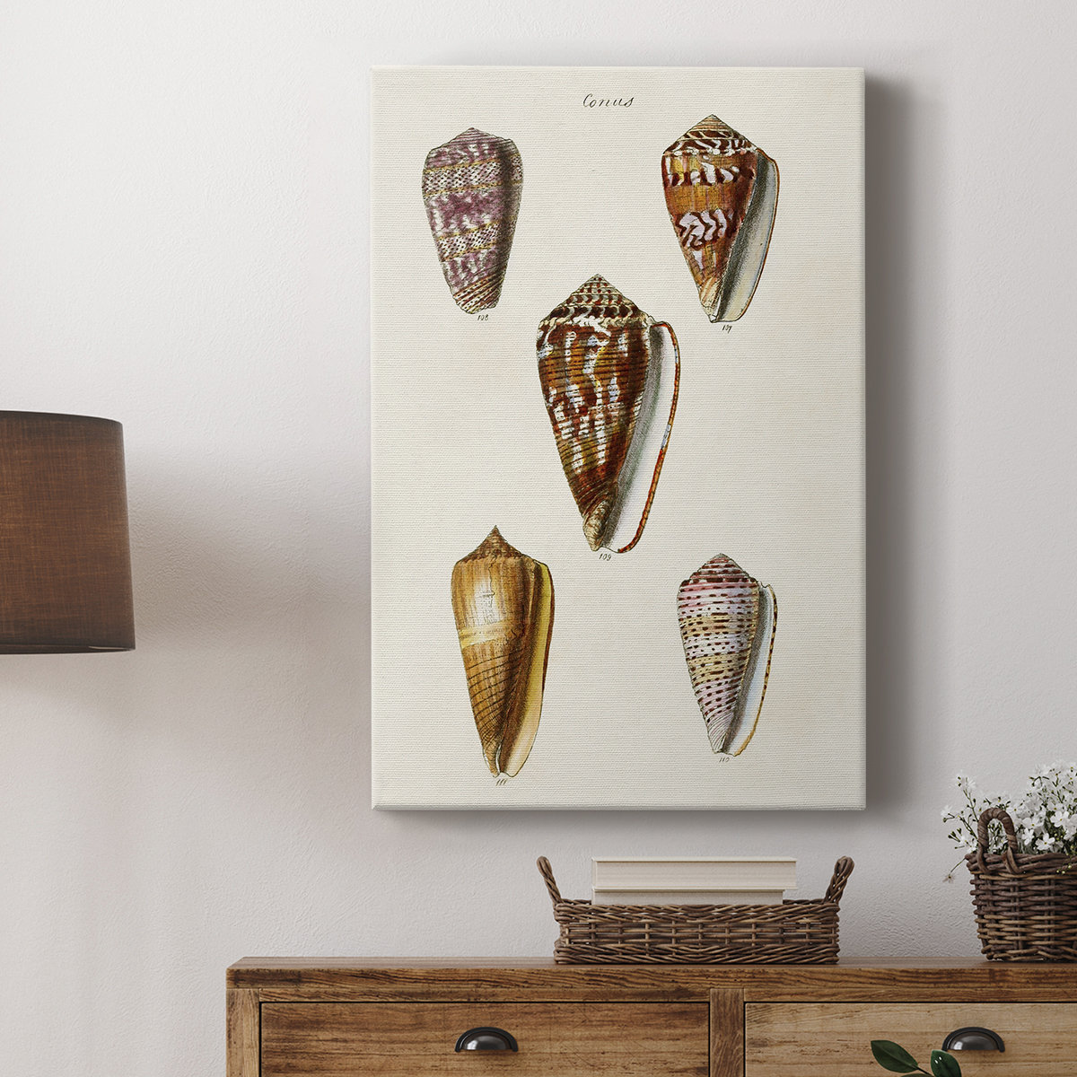 Beachcrest Home™ Cone Shell Collection VI -Gallery Wrapped Cavas | Wayfair