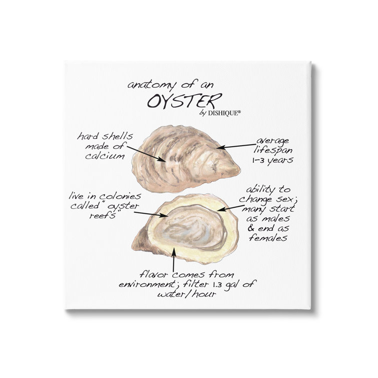 Stupell Industries Oyster Marine Life Anatomy Facts Educational Diagram ...