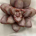 Bungalow Rose Calabrese Ceramic Sculpture & Reviews | Wayfair