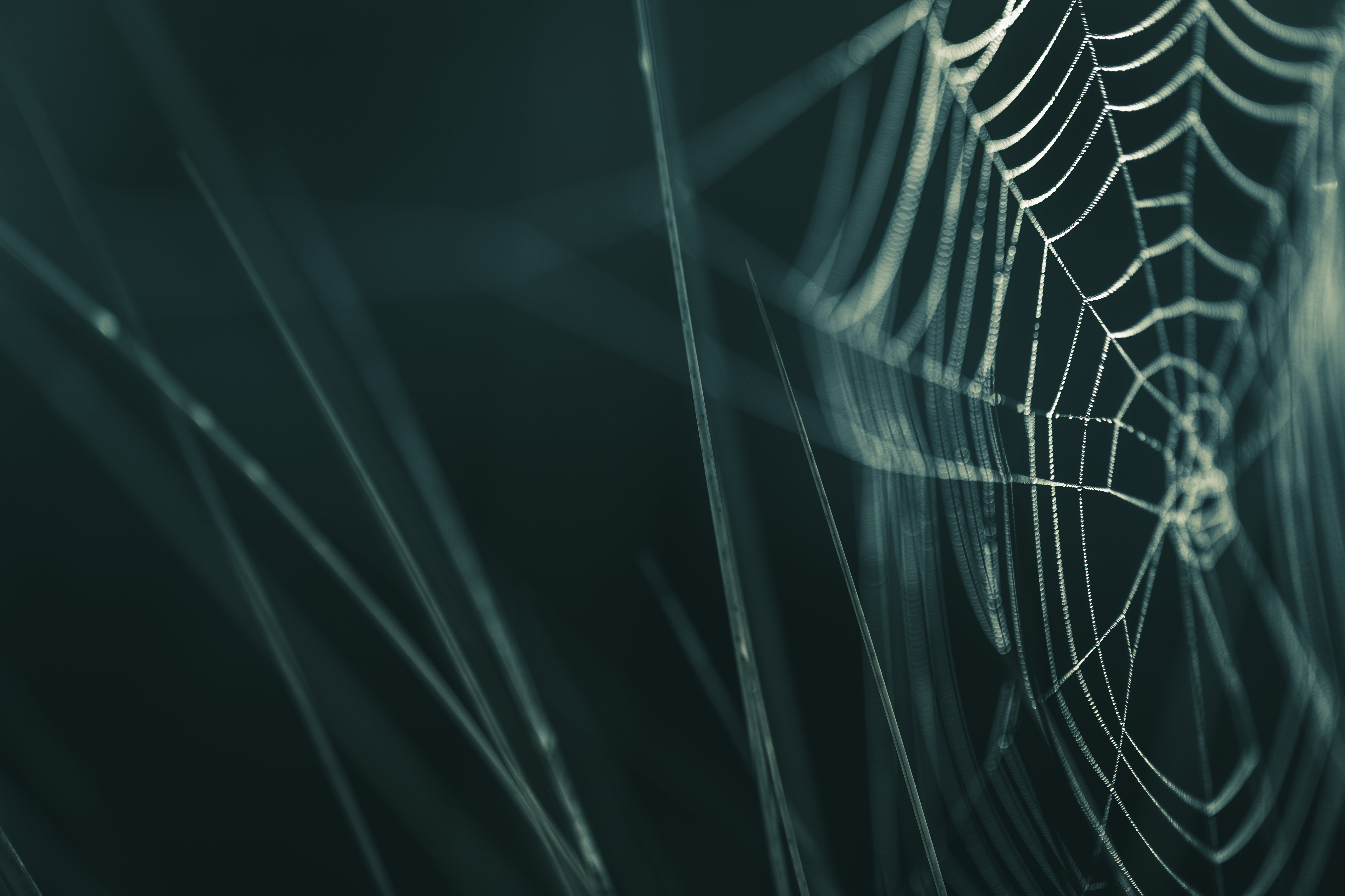 Hokku Designs Odies Spiderweb Closeup On Canvas by Isakhallbergphoto ...