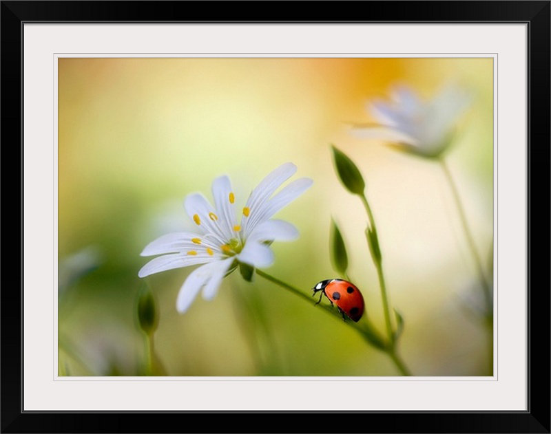 The Twillery Co.® Straub 'Summer Beauties' by Mandy Disher Photographic ...