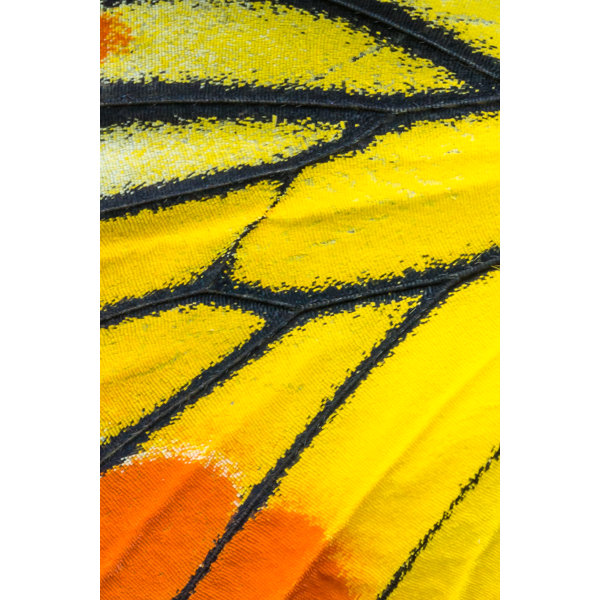 Latitude Run Ayane Butterfly by Ritfuse - Wrapped Canvas Print ...