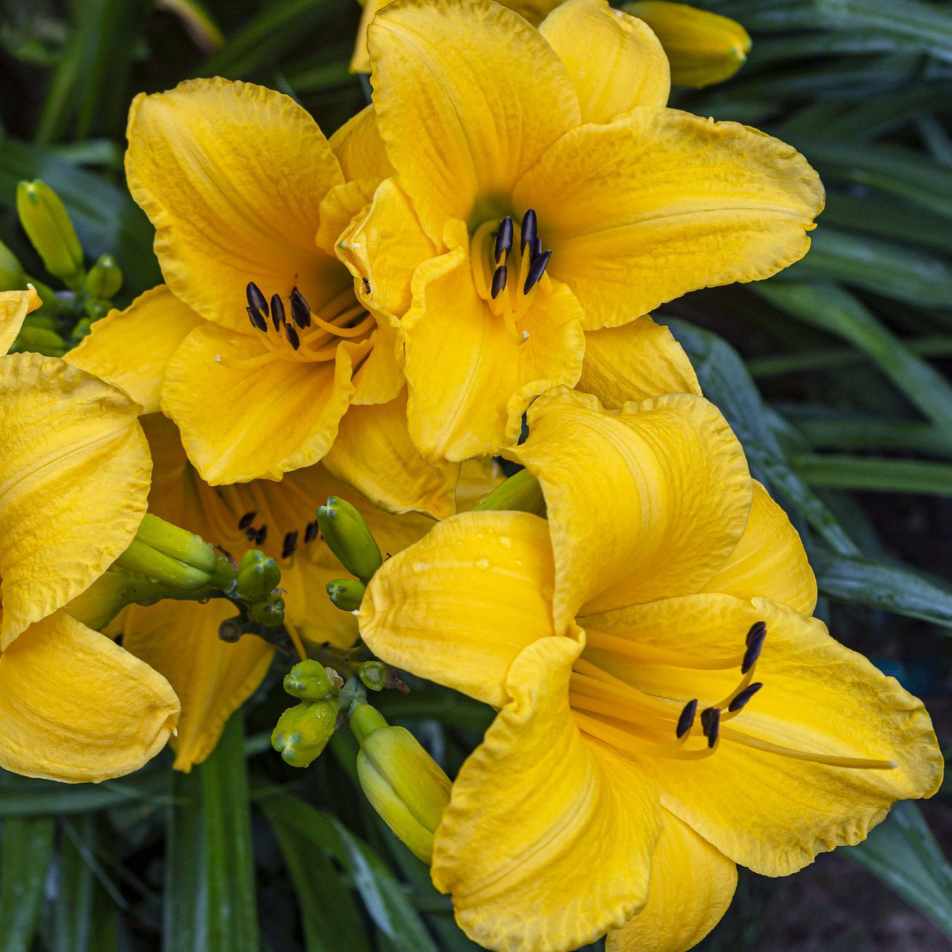 Touch of ECO Stella D'Oro Yellow Daylily Flower - 6 Bare Roots ...