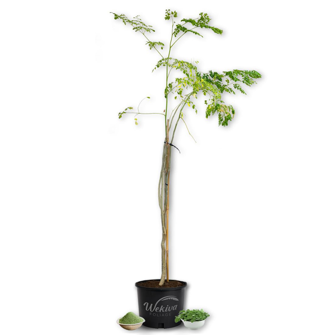 Wekiva Foliage LLC Moringa Tree - Live Plant in a 3 Gallon Pot ...