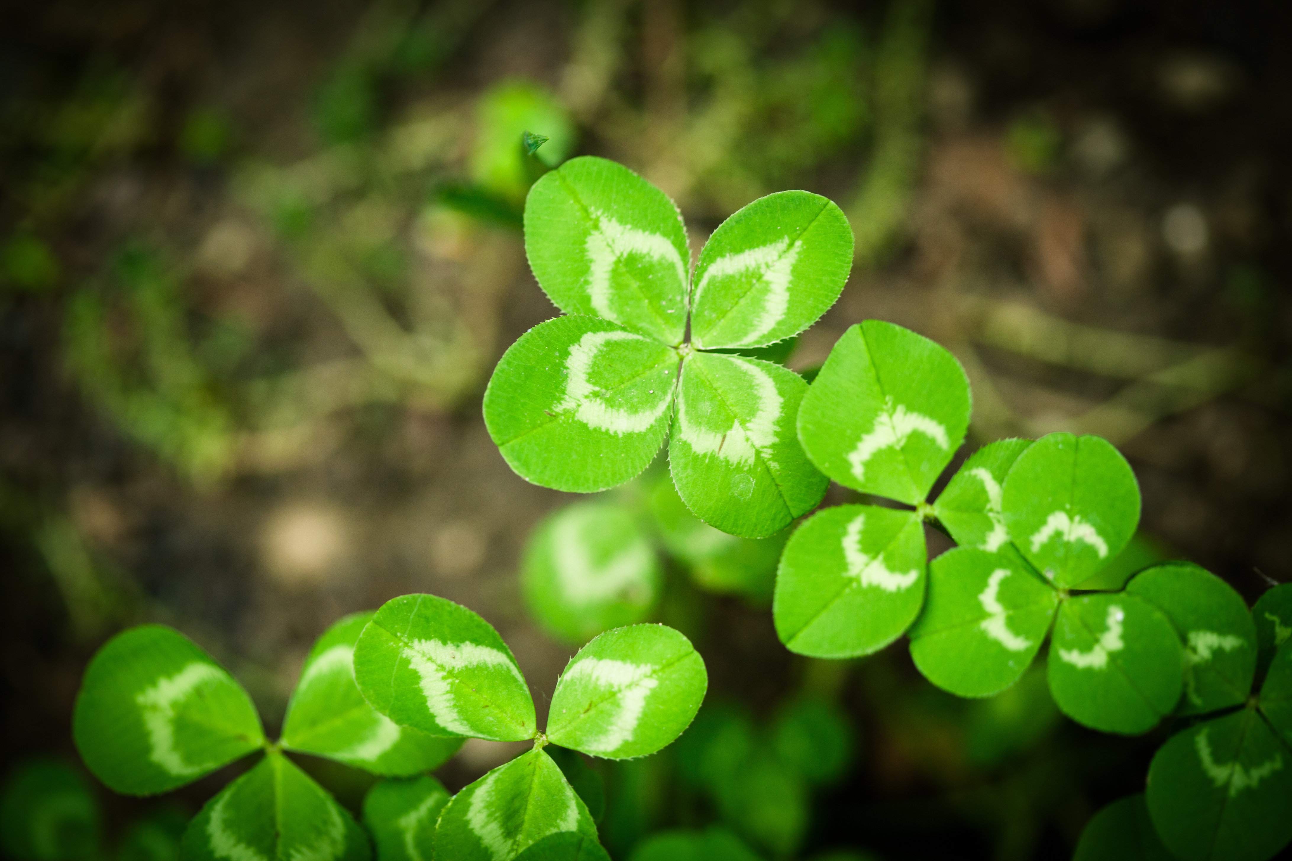 Latitude Run® Four Leaf Clover by Jeja | Wayfair