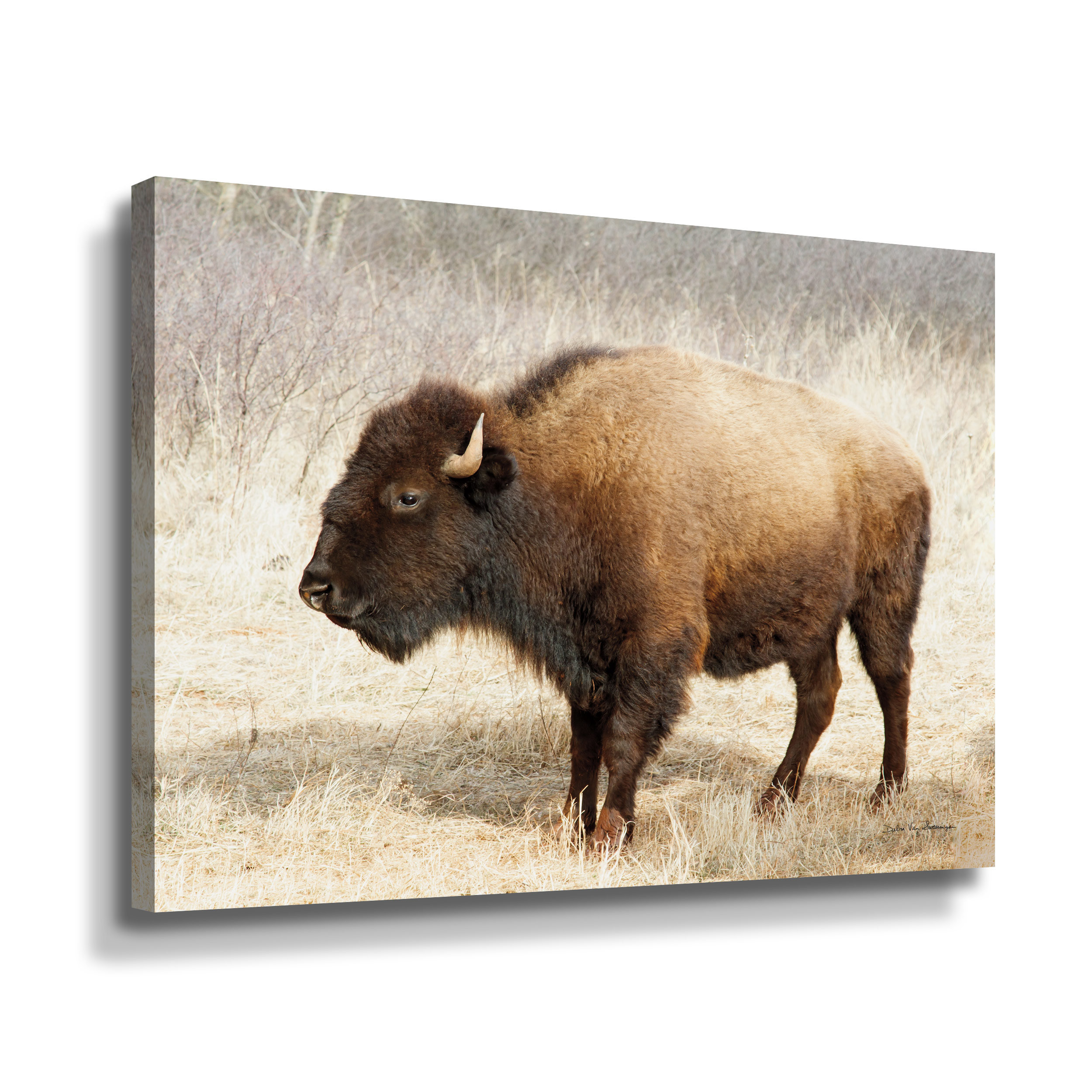 Foundry Select American Bison III Gallery Wrapped Canvas - Wayfair Canada