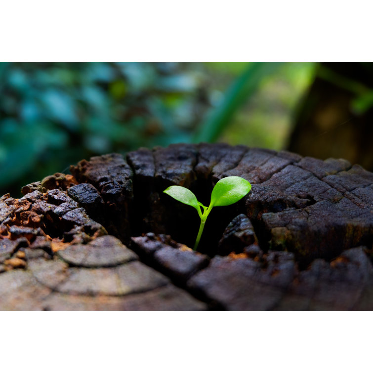 Ebern Designs Plant Growing Through Of Trunk Of Tree Stump - Wrapped ...