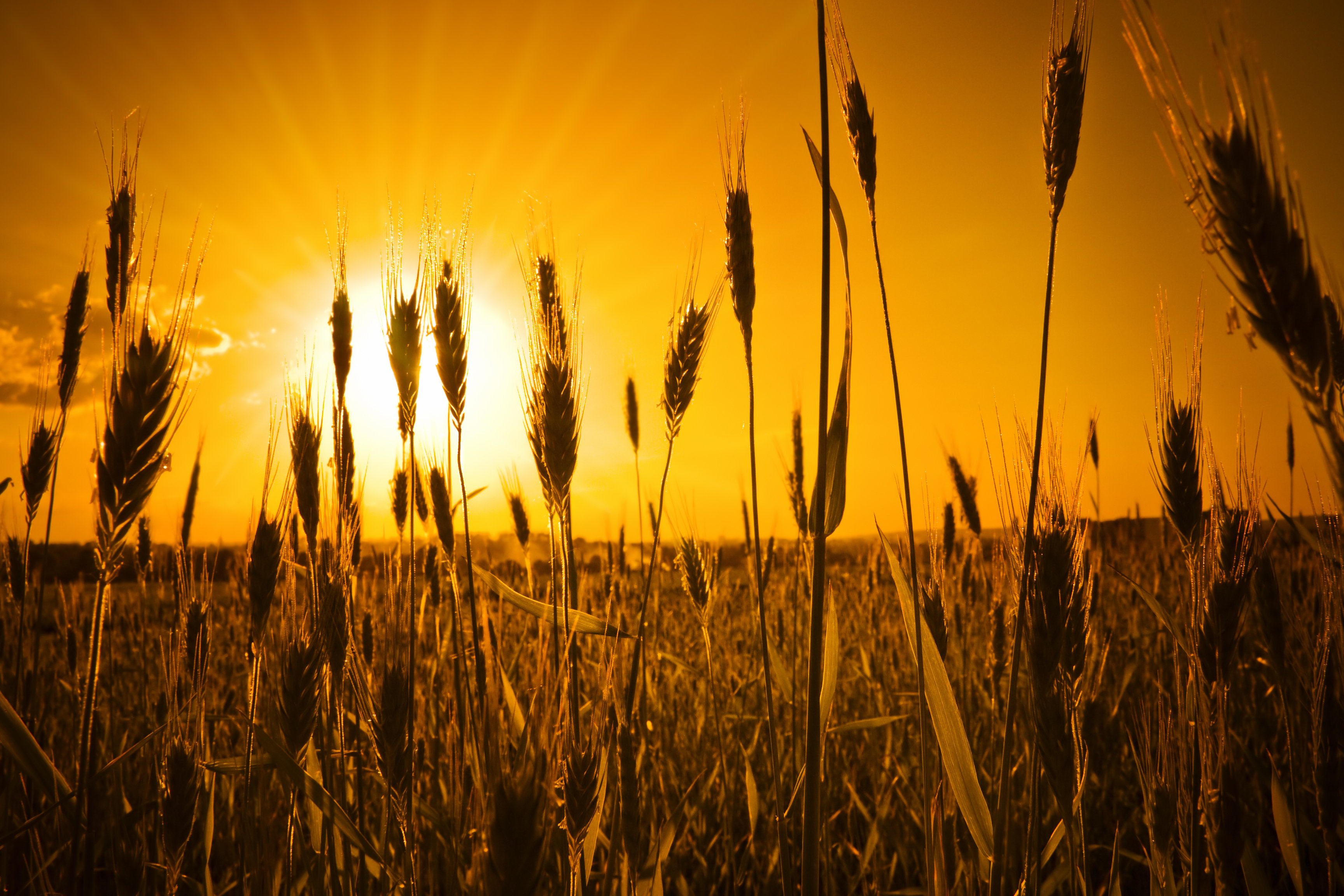 Ebern Designs Fantasy Field - Wrapped Canvas Photograph | Wayfair