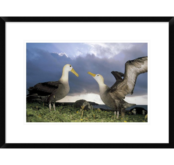 Global Gallery « waveed albatross danse, îlot de galapagos, équateur ...