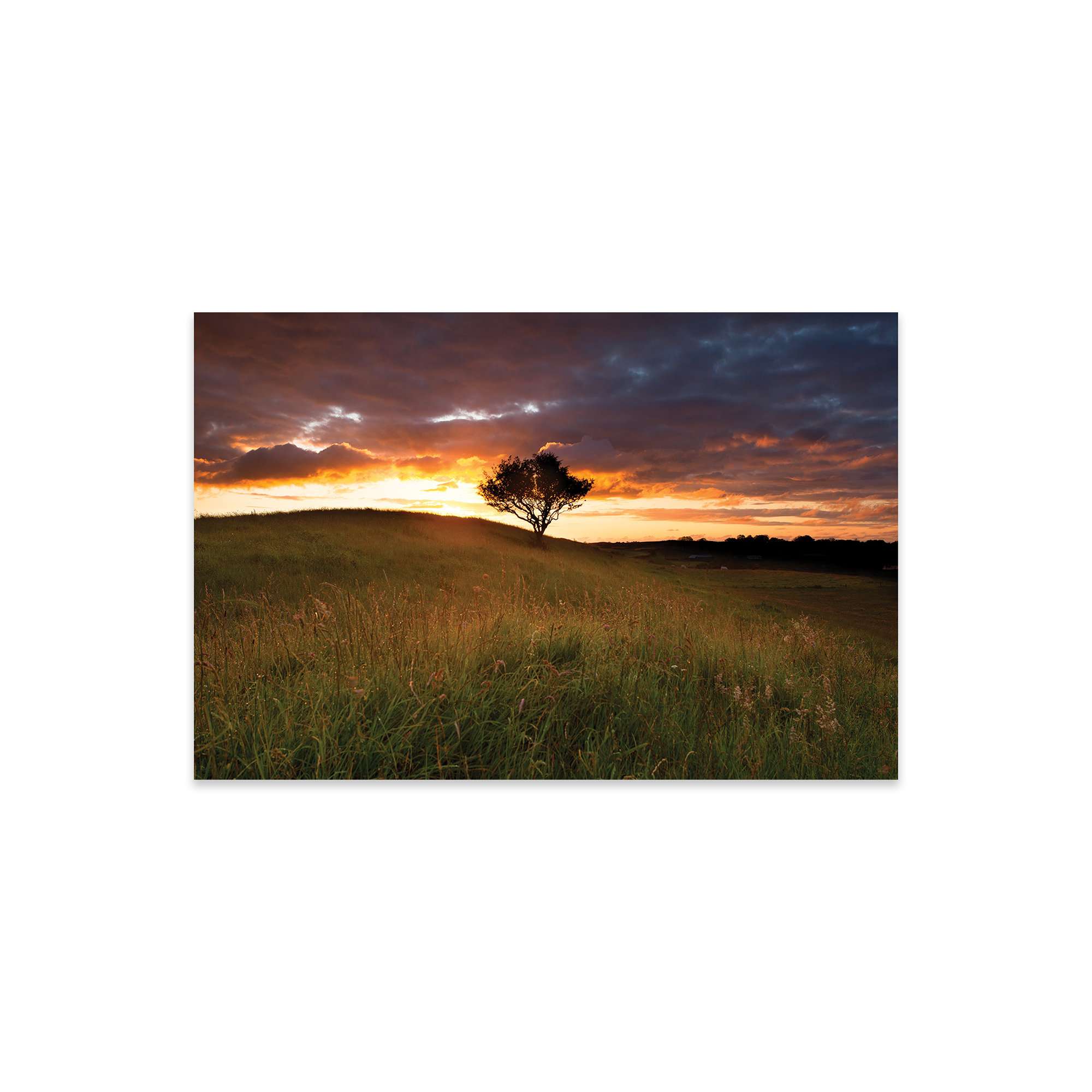 Ebern Designs Lone Tree At Sunset, County Mayo, Ireland On Plastic ...