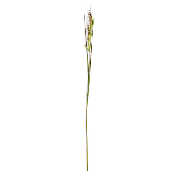 Napa Home and Garden RICE GRASS STEM 56" | Perigold