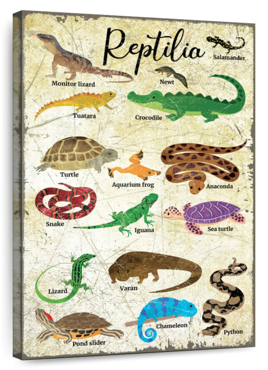 Trinx Reptile Species Chart | Wayfair