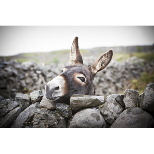 Gracie Oaks Irish Donkey by Lucafabbian - Wrapped Canvas Photograph ...