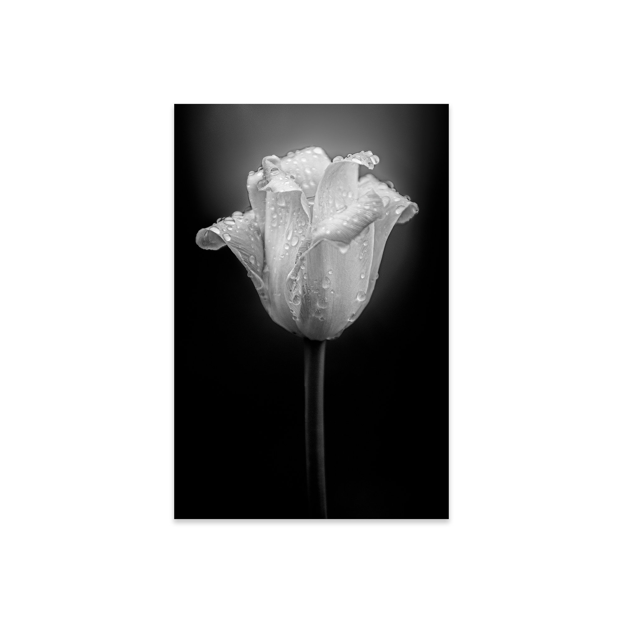 Ebern Designs Tulip Water Drops Print On Acrylic Glass - Wayfair Canada