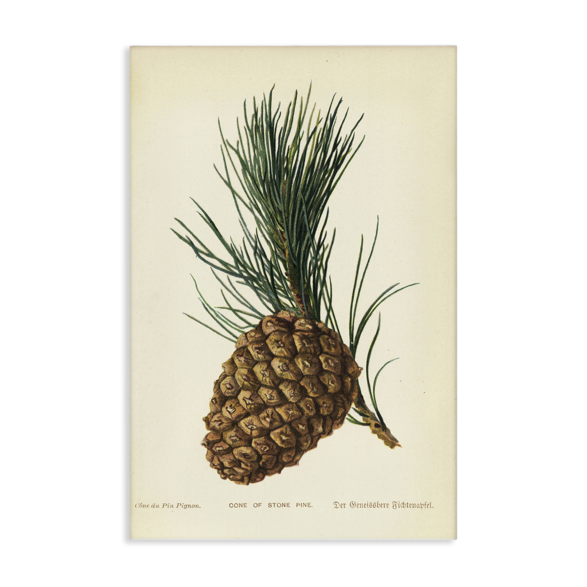 Winston Porter Detailed Pine Cone Sprig Canvas Wall Art by Tina Higgins ...
