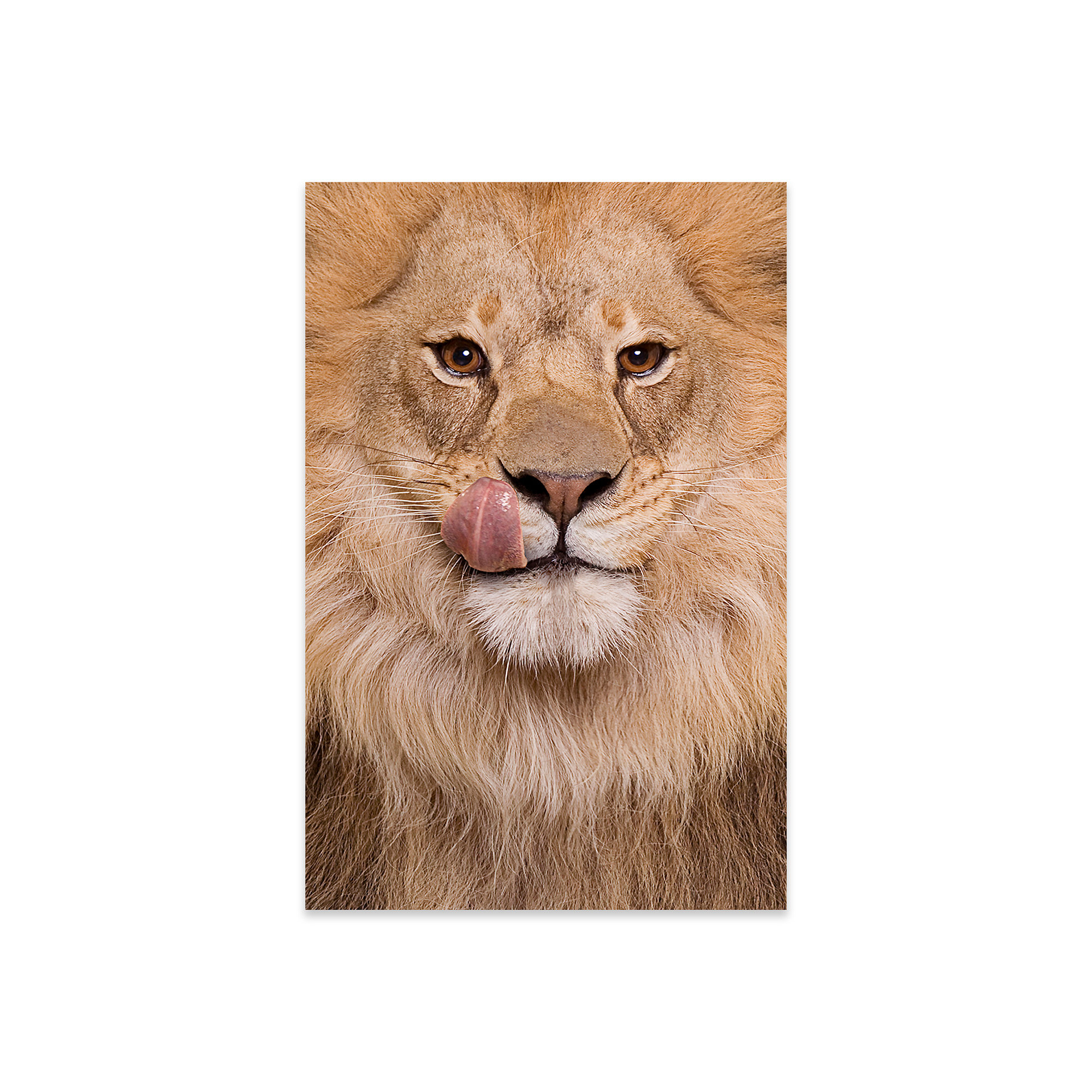 Ebern Designs Hungry Lion On Plastic / Acrylic by Lund Roeser Print ...