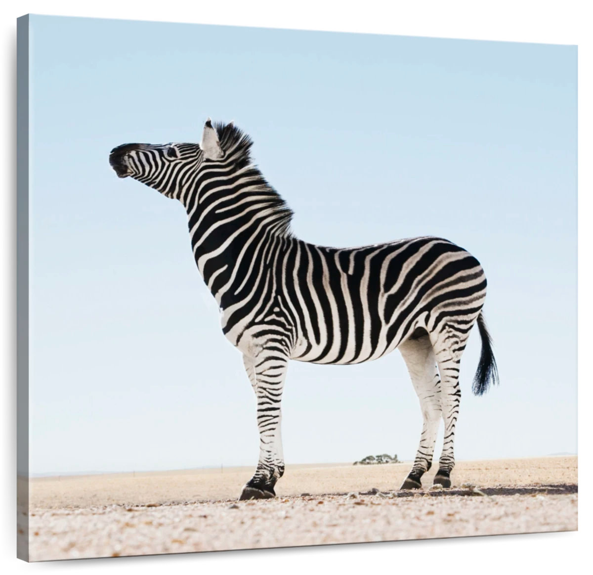 Ebern Designs Brampt Moorreesburg Zebra | Wayfair