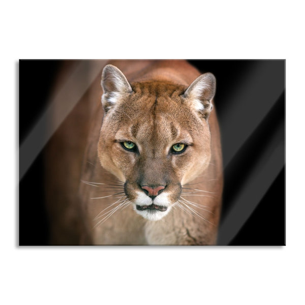 Brayden Studio Menacing Puma Close-Up - No Frame Print on Glass ...