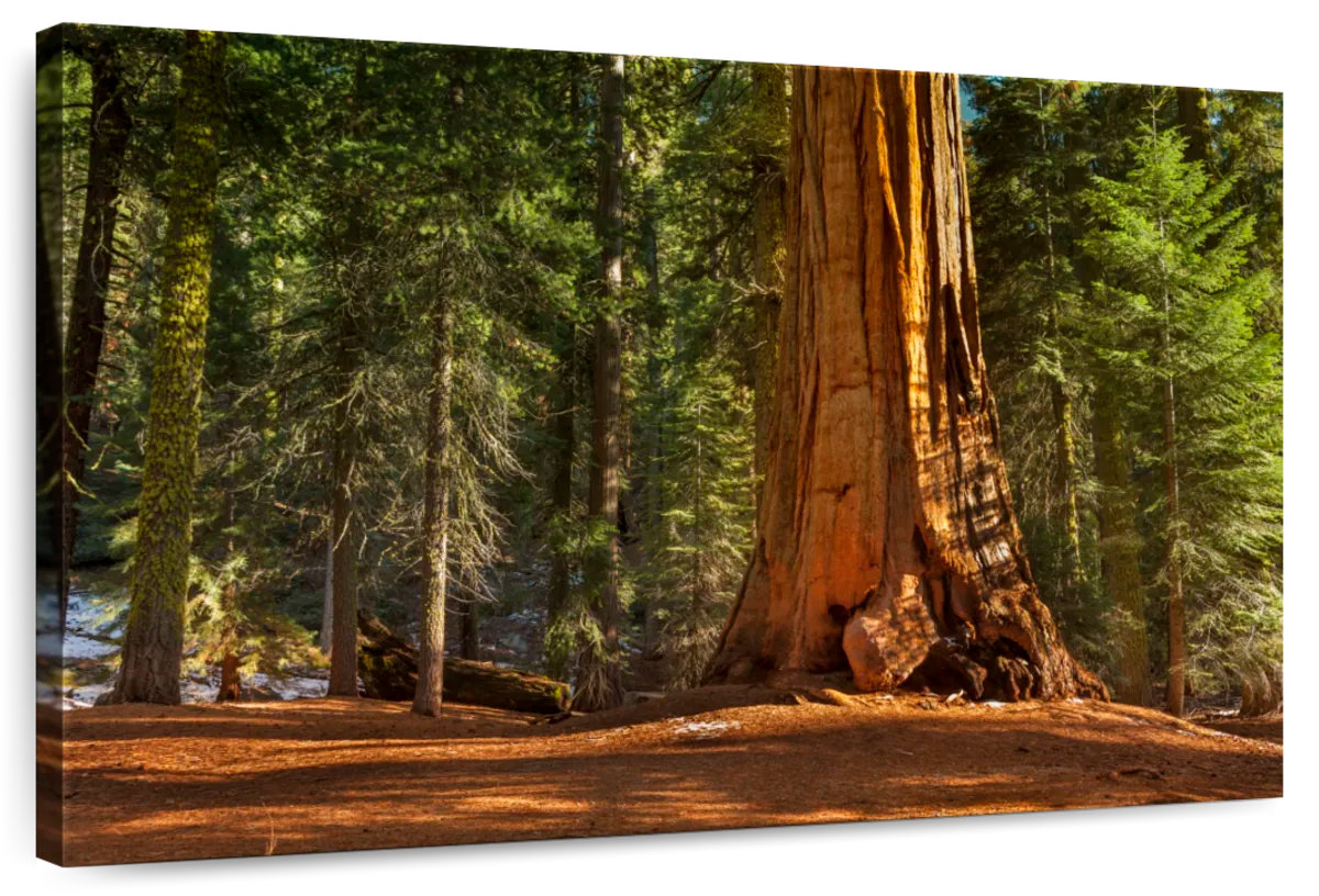 Elephant Stock General Grant Grove Trees - Wayfair Canada