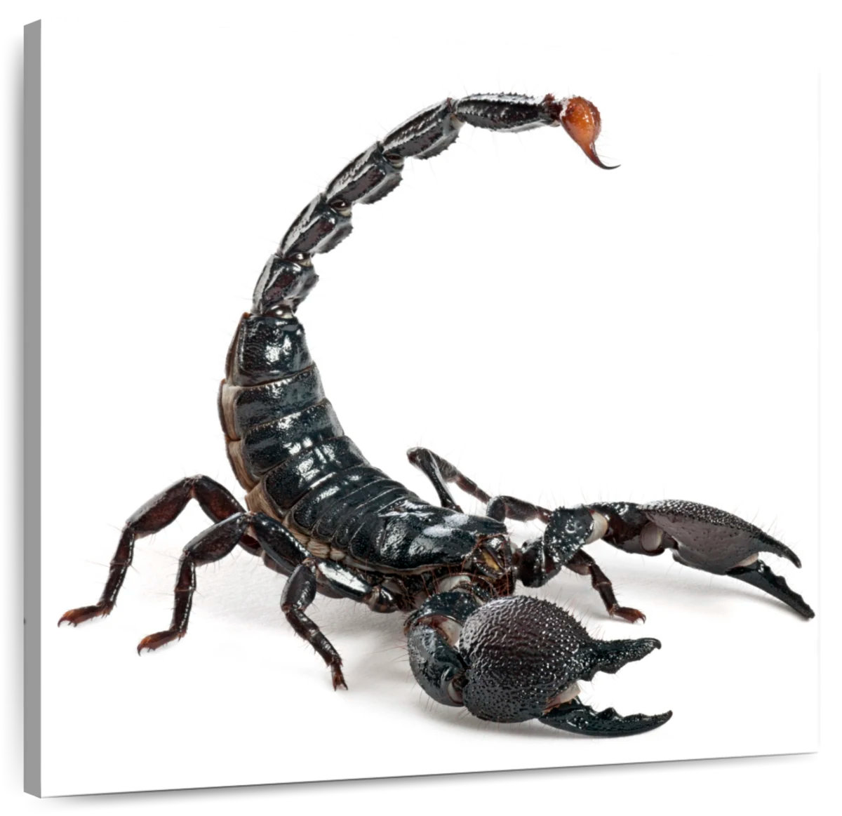 Ebern Designs Crowle Scorpion | Wayfair
