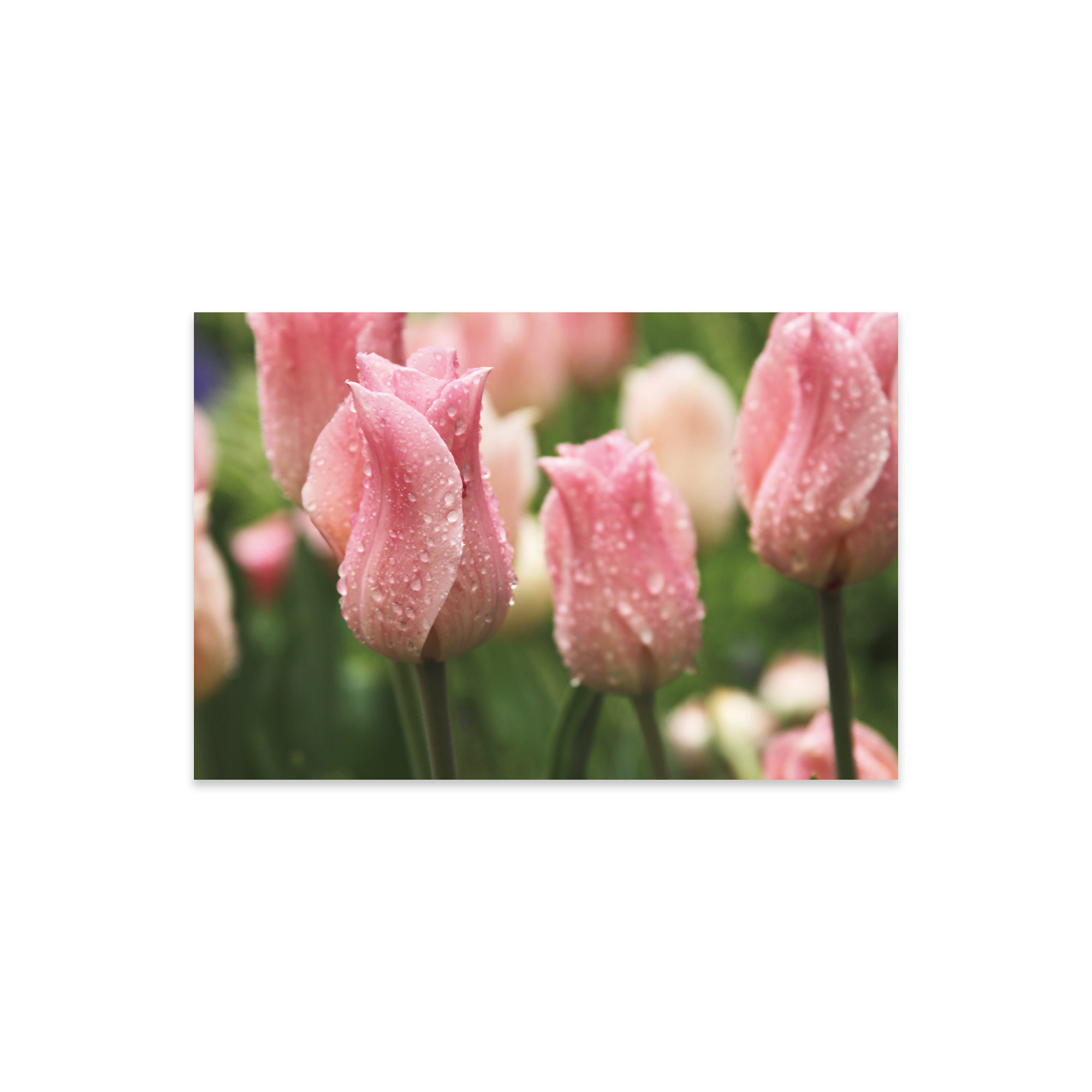Latitude Run® Hanus Tulips After The Rain On Plastic/Acrylic by Laura ...