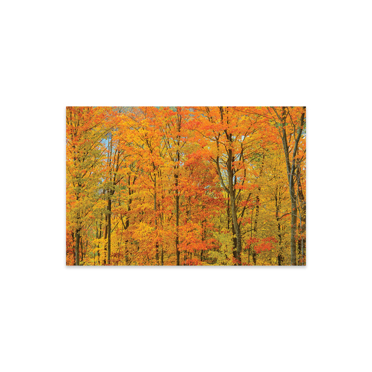 Millwood Pines Canada, Ontario, Manitoulin Island. Sugar Maple Trees In ...