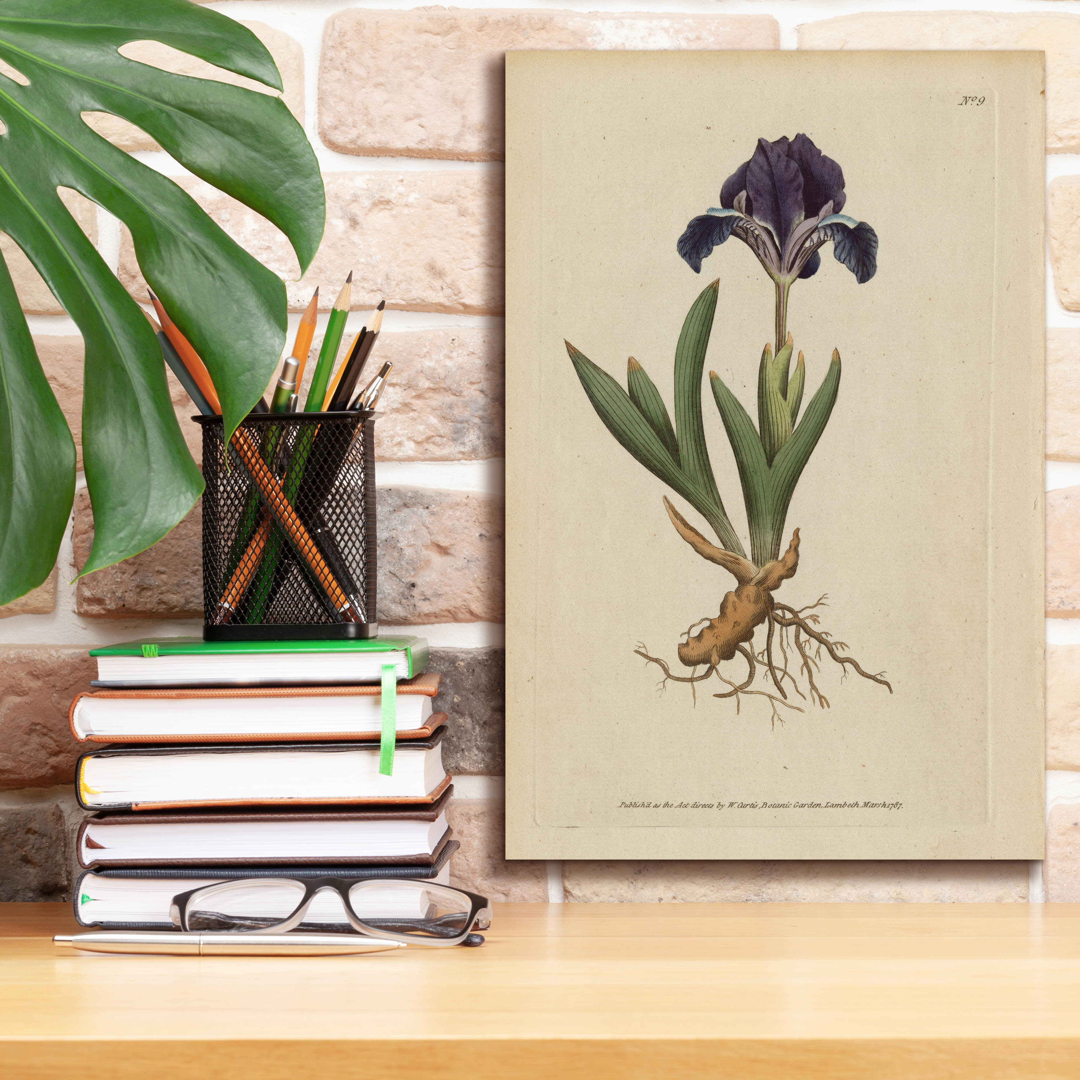 Epic Graffiti 'Dwarf Iris' by Art Licencing Studio Canvas Wall Art, 26 ...