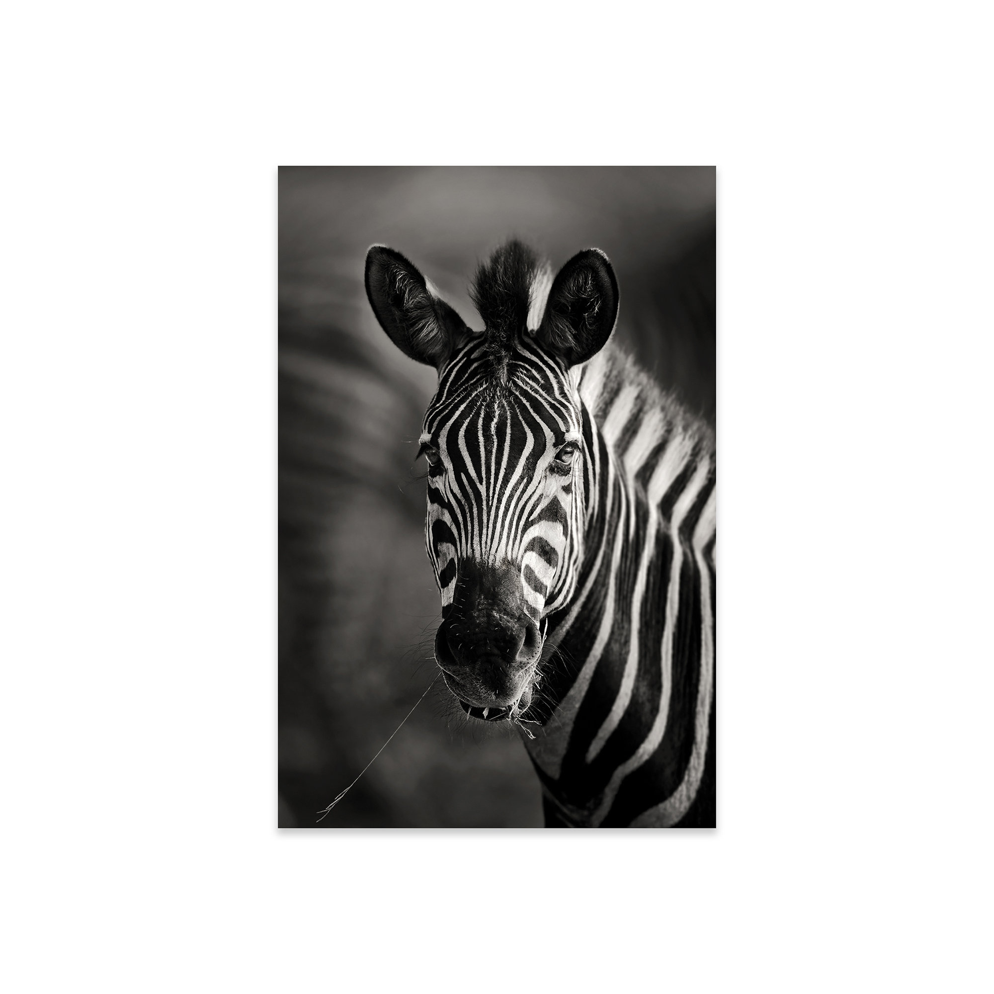 Dakota Fields Zebra Portrait Close-up by Johan Swanepoel - No Frame ...