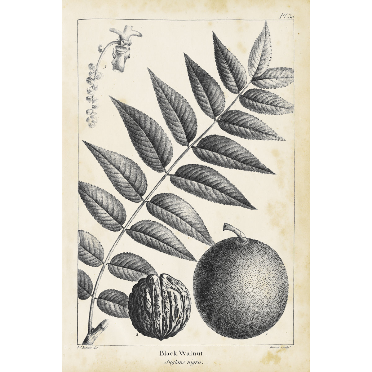 Rosalind Wheeler Vintage Black Walnut Tree by Thomas Nuttall - Drawing ...