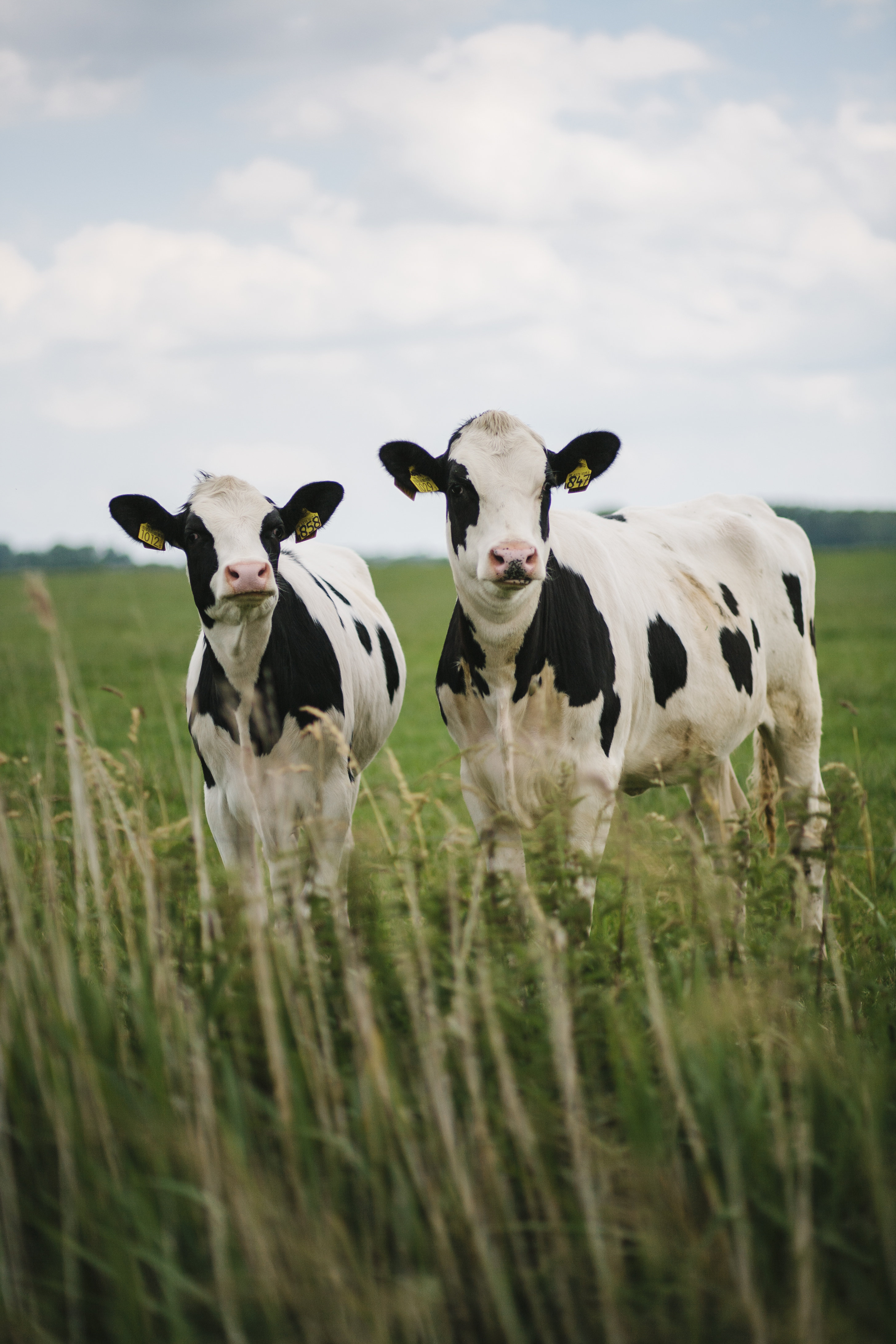 Gracie Oaks Two Dutch Cows - Wayfair Canada