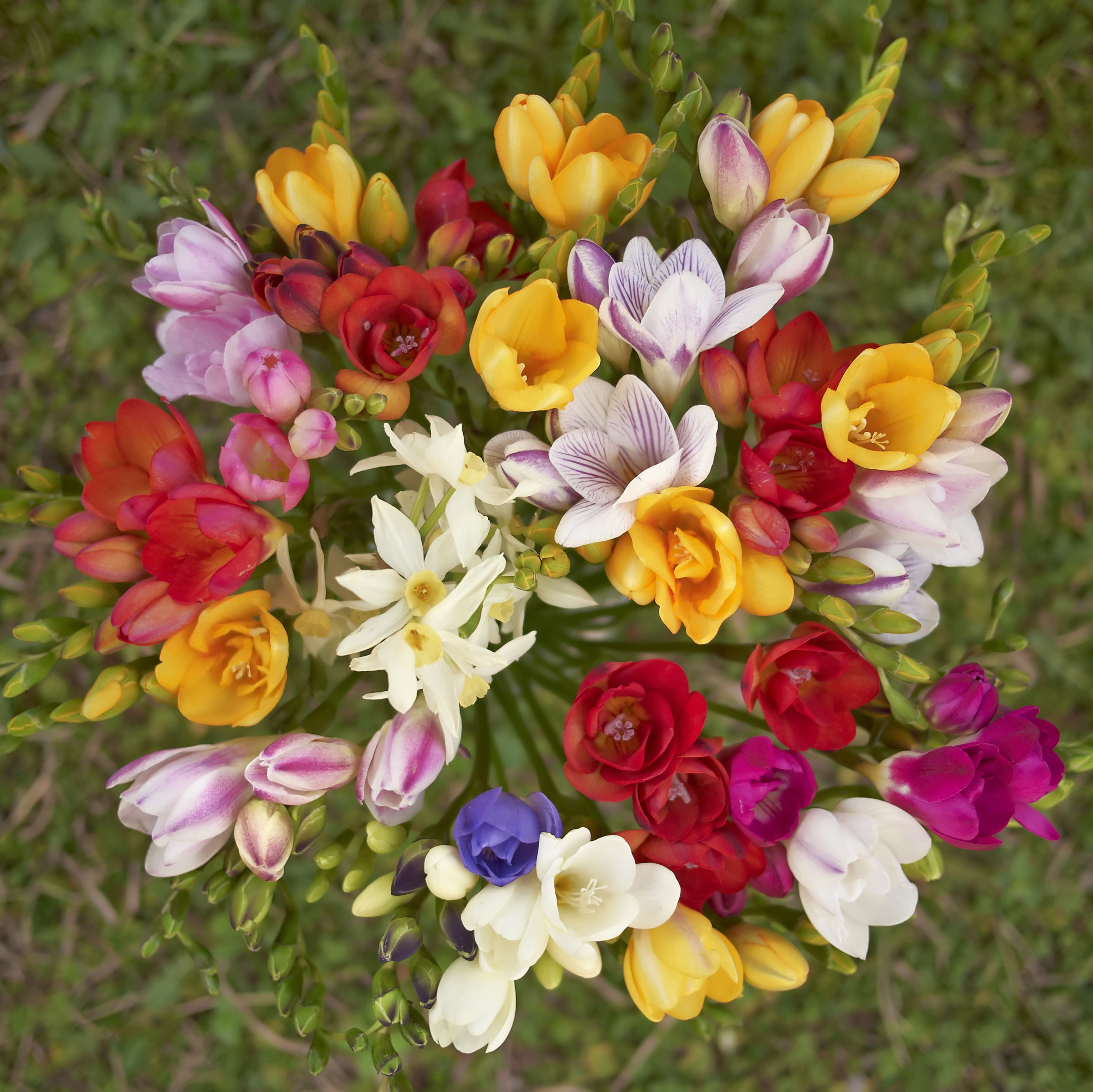 Touch of ECO Famously Fragrant Colorful Mixed Freesia Flowers-30 Bulbs ...
