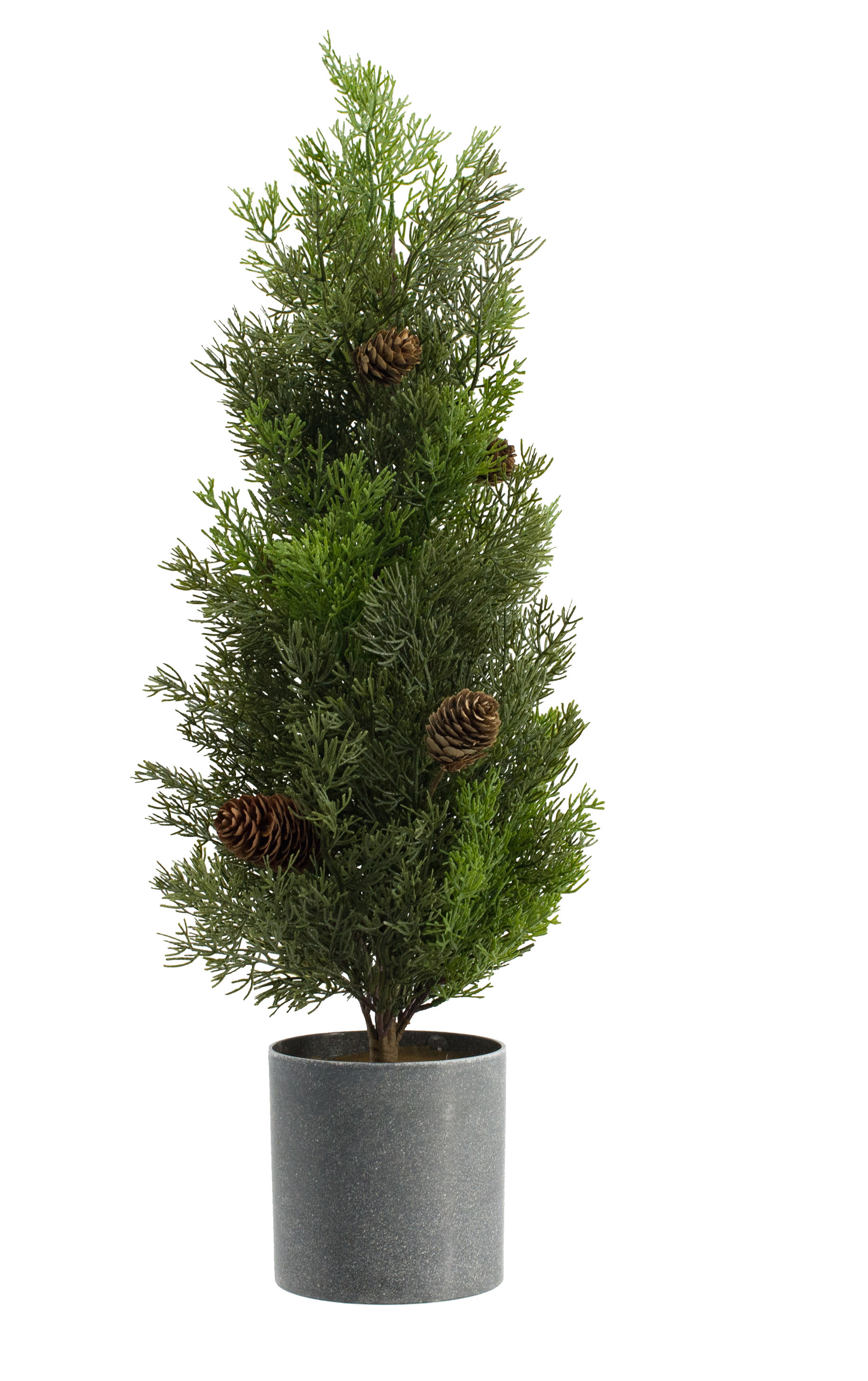 Millwood Pines Pine Tree in Pot | Wayfair