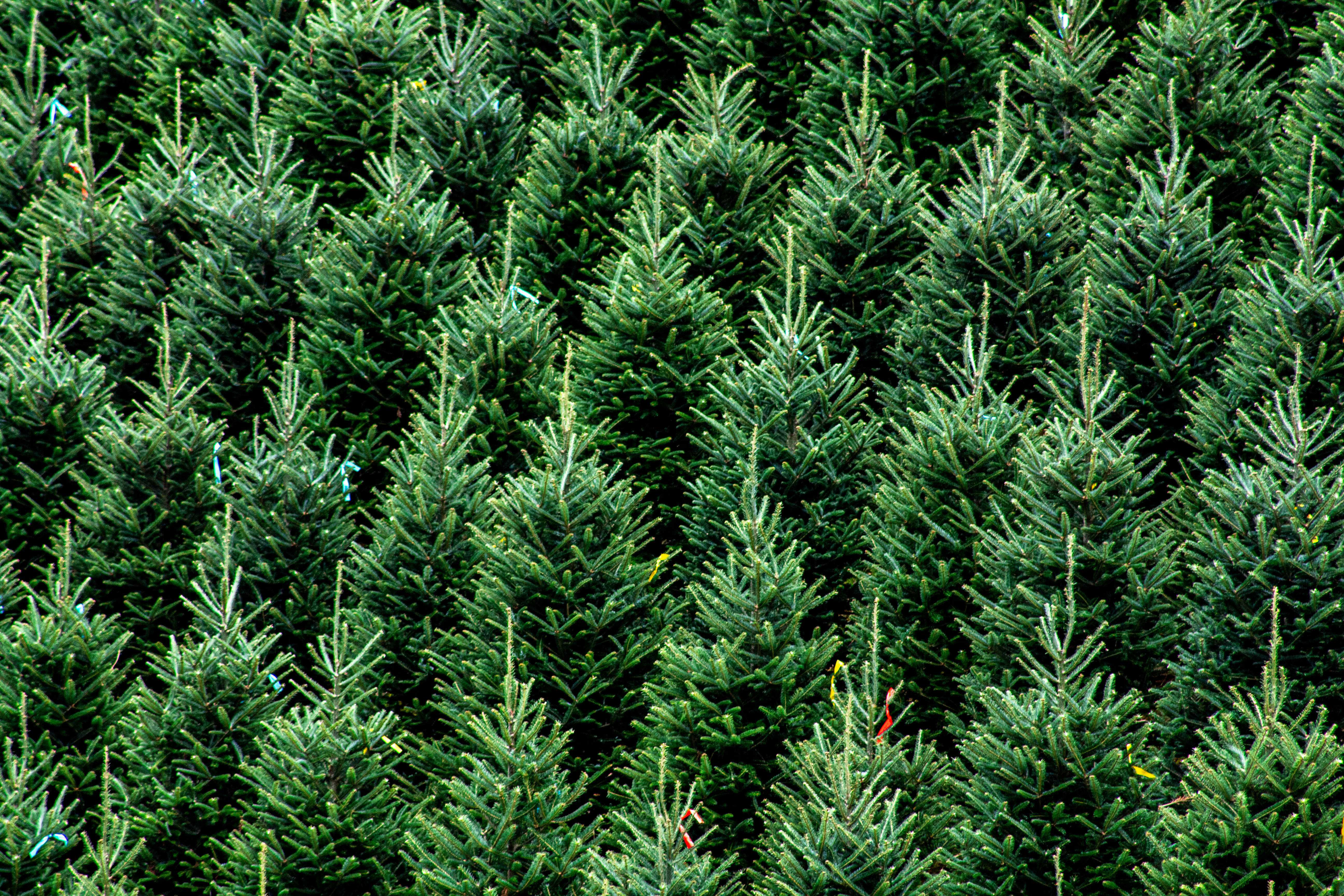 The Holiday Aisle® «Christmas Trees» par Tim Pennington - Photographie ...
