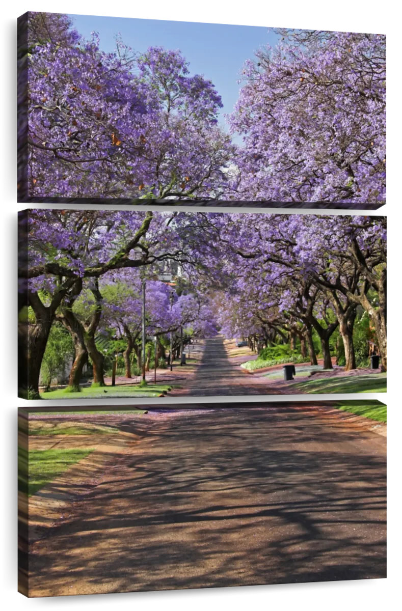 Lark Manor Jacaranda Trees - Wayfair Canada