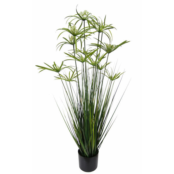 The Seasonal Aisle Cyprus grass in a pot cat grass grass bush grass ...