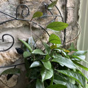 Rosalind Wheeler Sharlene 120cm H x 40cm W Metal Trellis & Reviews ...