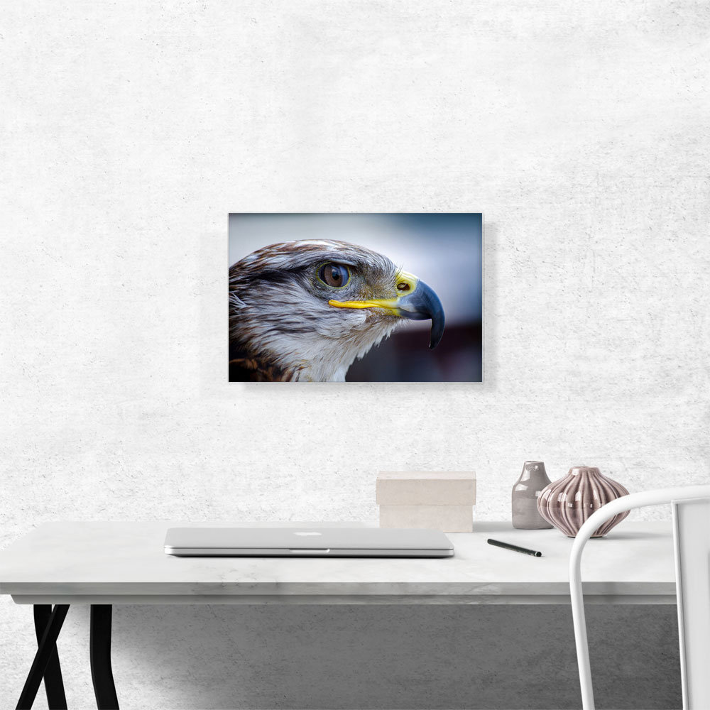 ARTCANVAS " Falcon Bird Zoo Decor " - Wayfair Canada