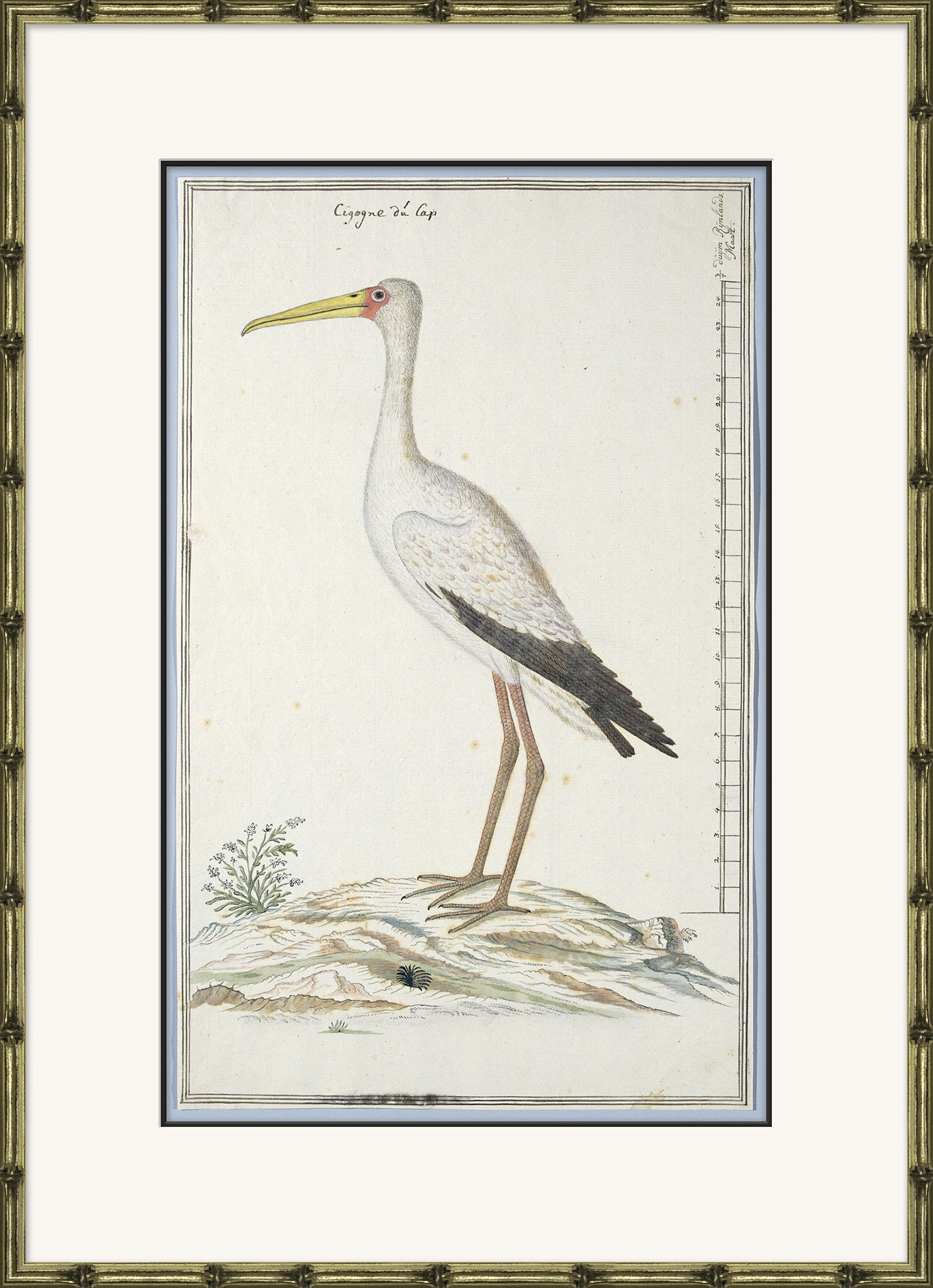 Soicher Marin 'Bird Drawings, Circa 1777' Picture Frame Painting | Wayfair