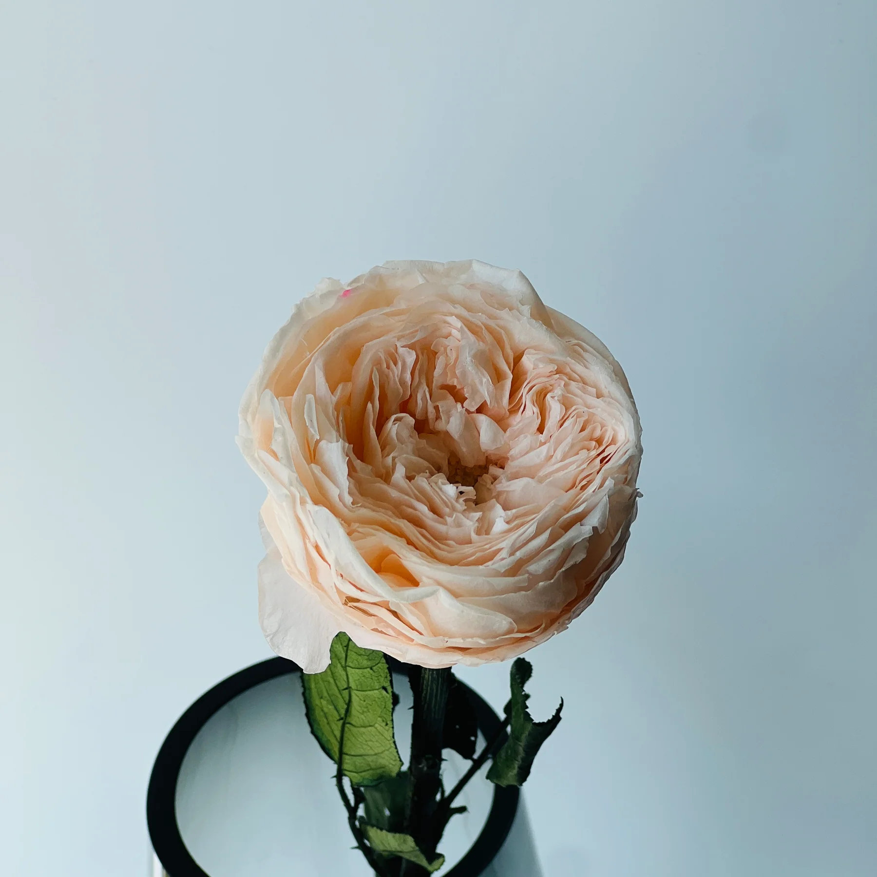 Primrue Preserved Rose Arrangement in Vase | Wayfair