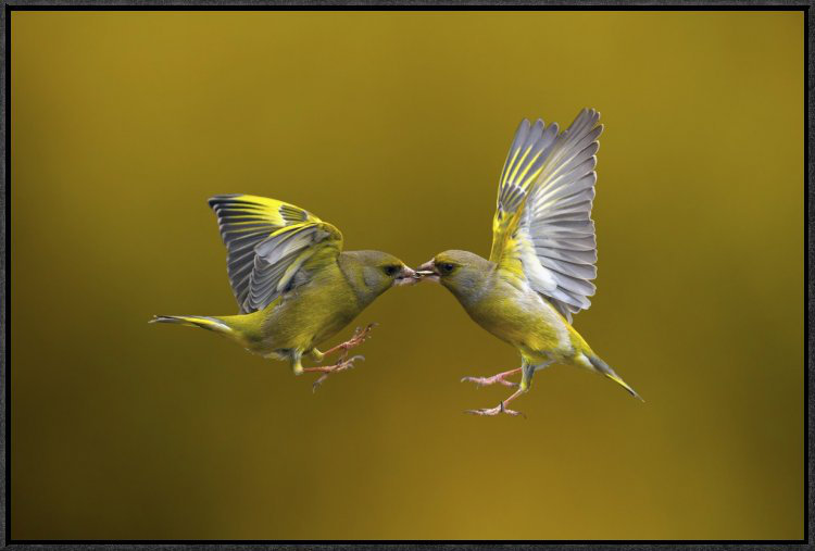 Global Gallery 'Flying Kiss' by Marco Redaelli Framed Photographic ...