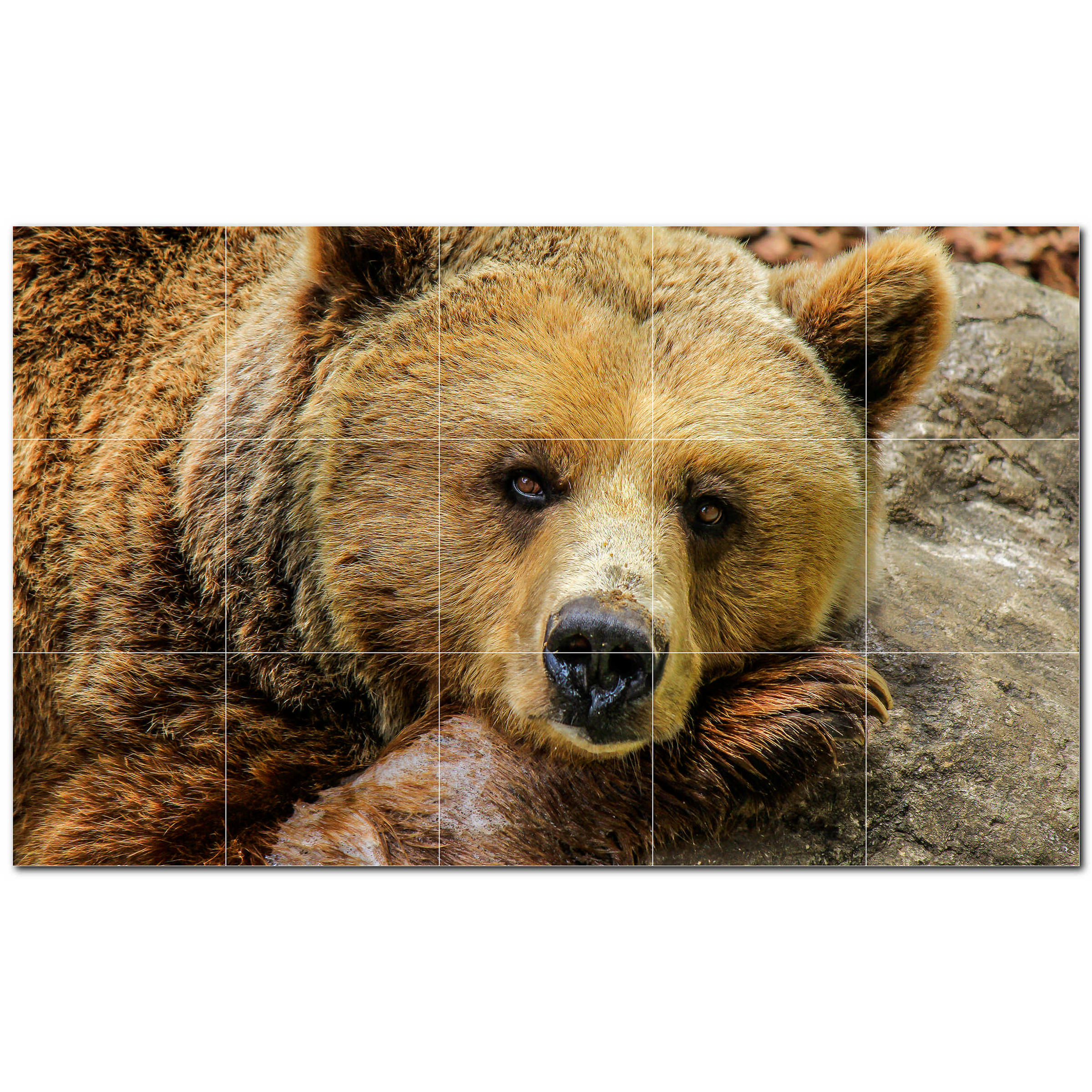 Picture-Tiles.com Photo d'ours 8 po x 8 po - Wayfair Canada