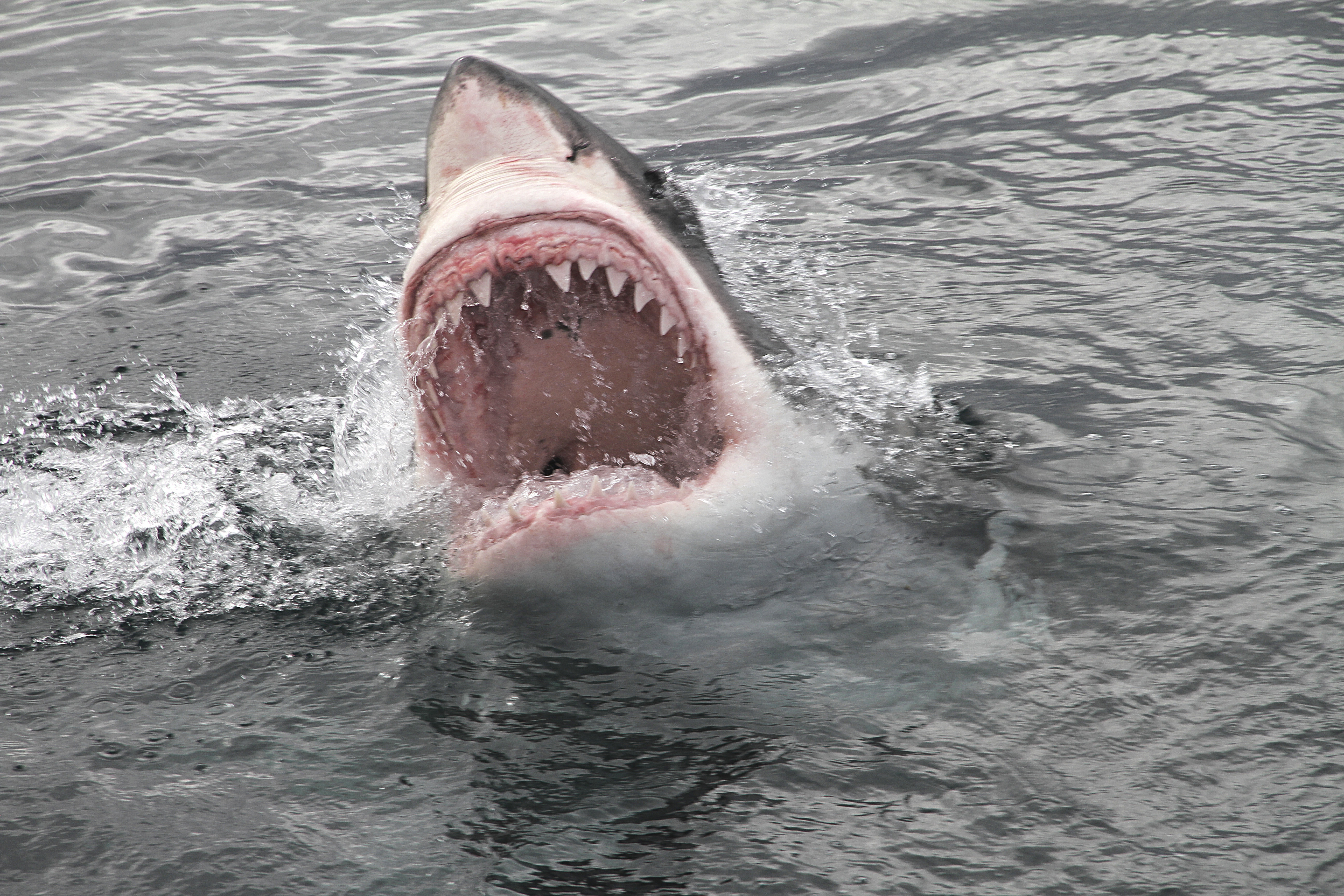 Highland Dunes Great White Shark by Peter_Nile - Wrapped Canvas ...