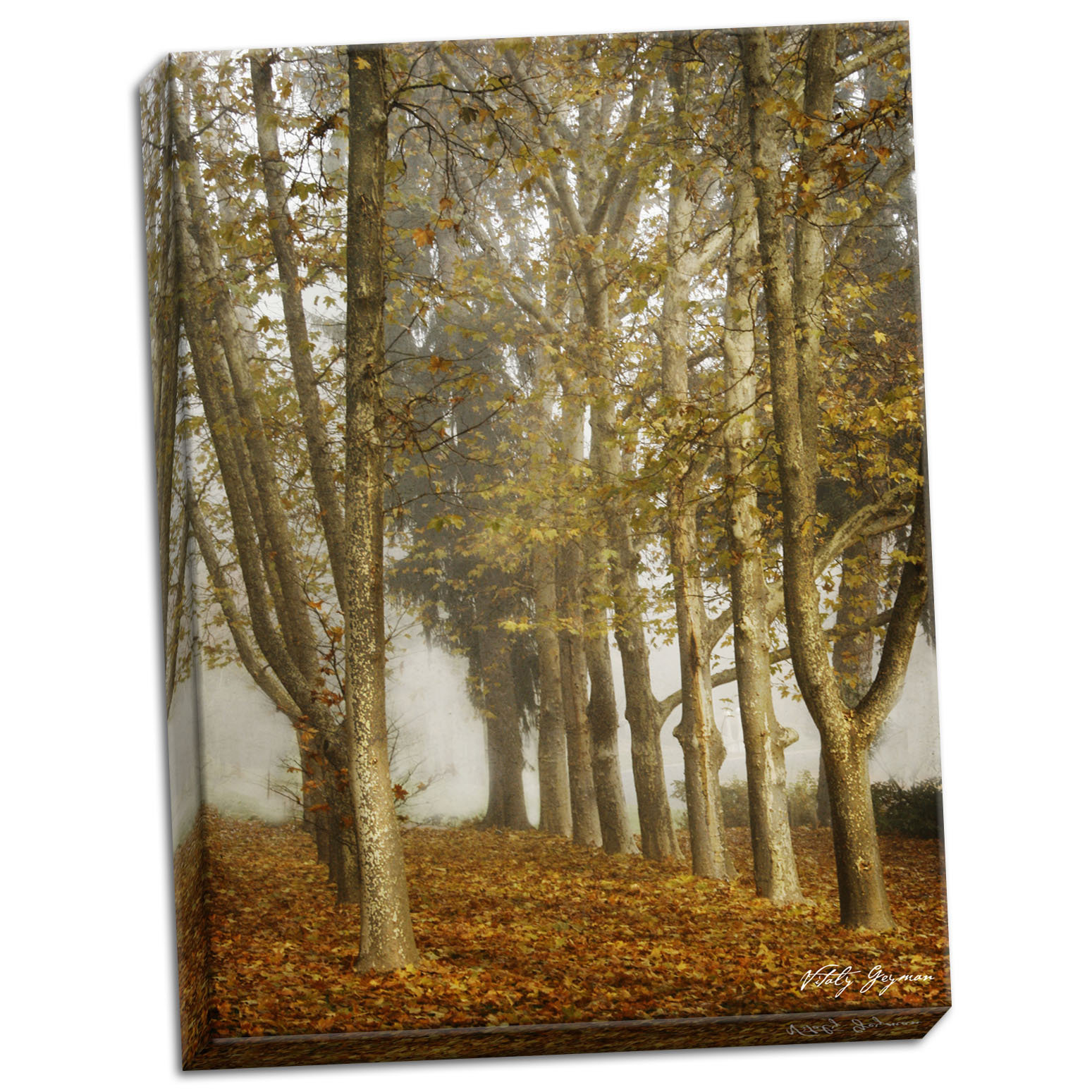 Millwood Pines 'Tree Parade' Photographic Print on Wrapped Canvas | Wayfair