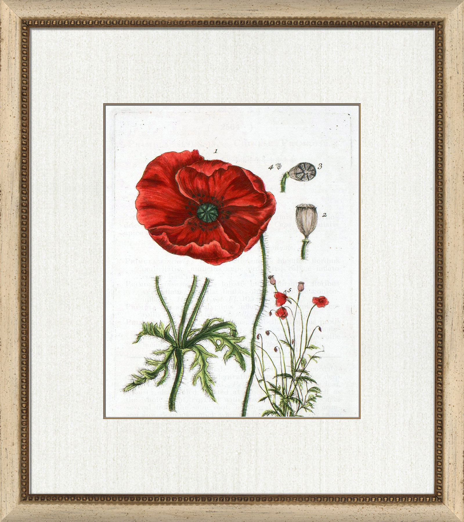 Wendover Art Group Botanical La Flore " Botanical La Flore VI ...