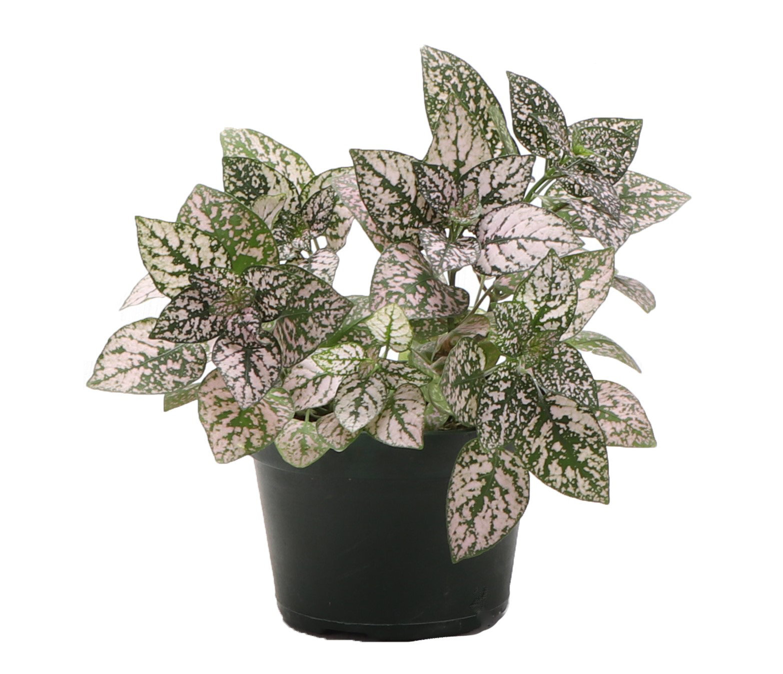Thorsen's Greenhouse Live Pink Splash Plant & Reviews | Perigold