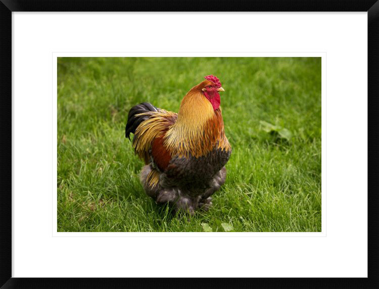 Global Gallery 'Domestic Chicken, Partridge Brahma, Cockerel, Standing ...